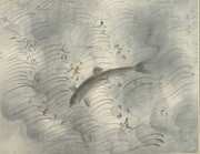 Japanese Dace, No. 4 from the series "Gyoraku zu" (Playful Fish ...